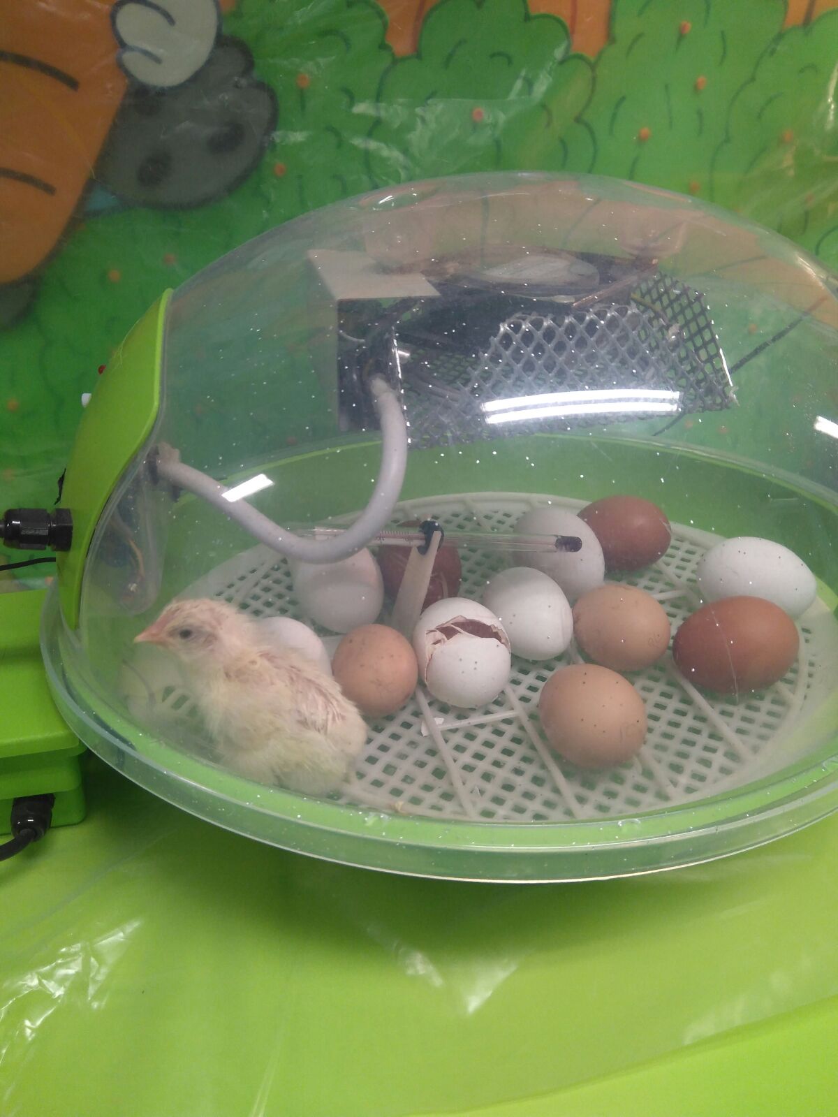 Nacimiento del primer pollito!! – Colegio Lope De Vega
