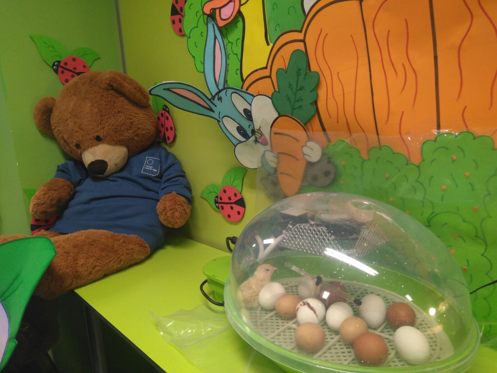 Nacimiento del primer pollito!! – Colegio Lope De Vega